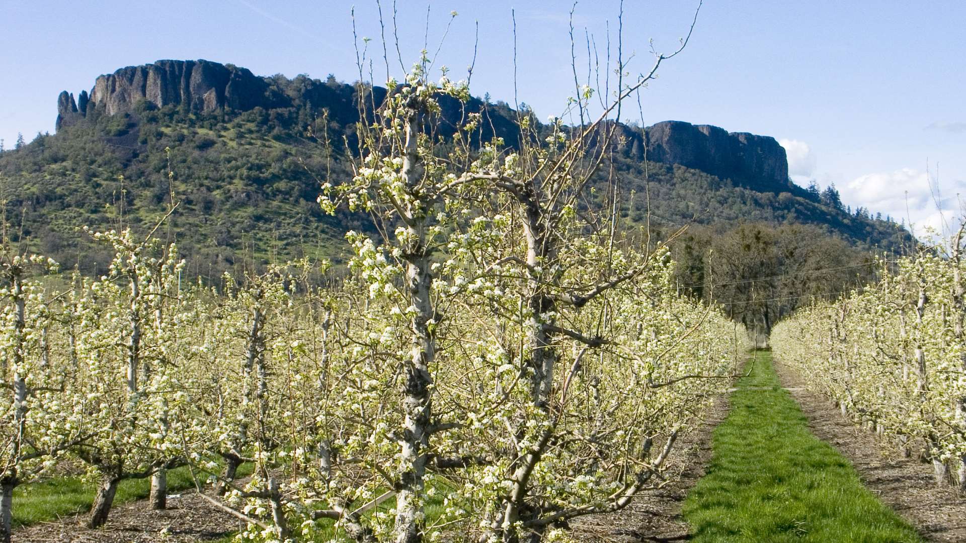 American grown pears, from our orchard to your table - Naumes, Inc.